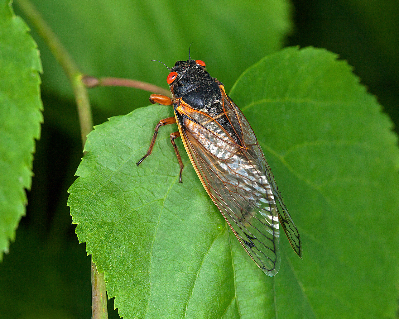 Here Come the Cicadas (and That’s Not a Bad Thing) – Garden & Gun