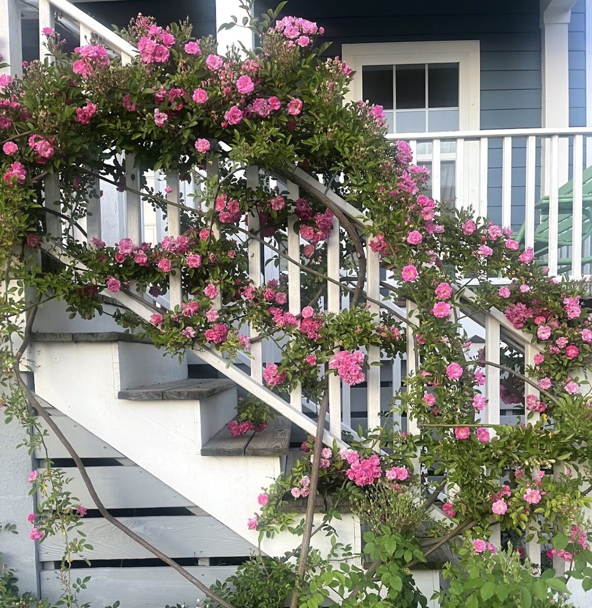 Southern Garden Roses With Stories—and Where to Get Them – Garden & Gun