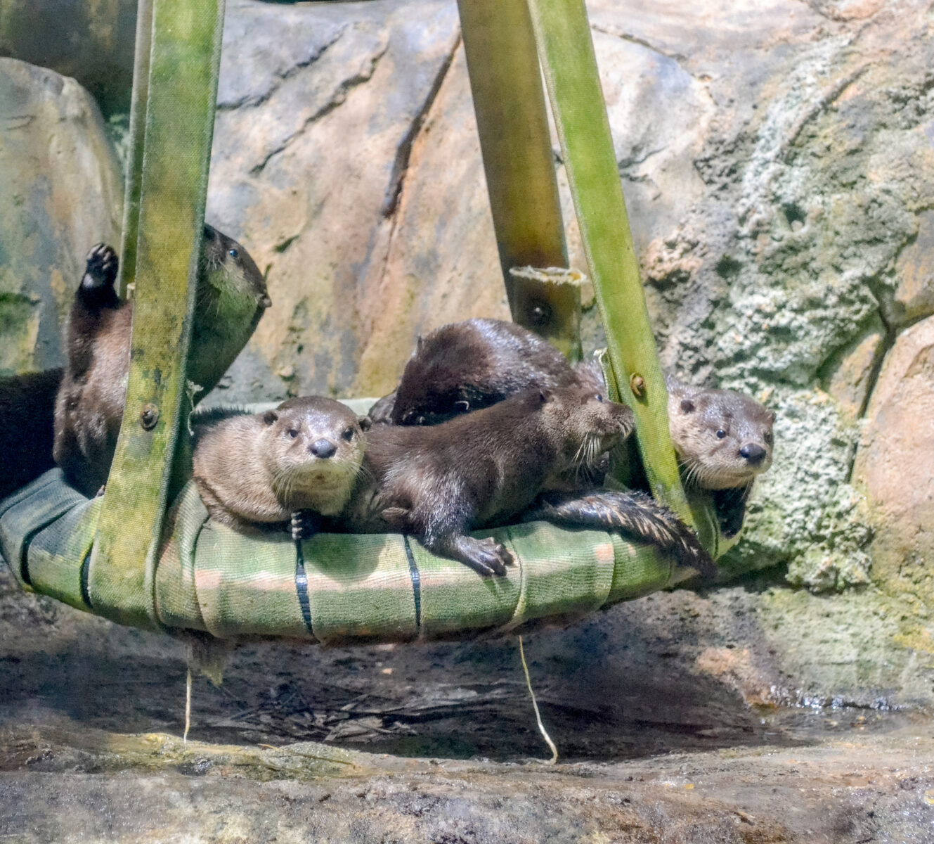Meet the Adorable Otter Pups of Brookgreen Gardens – Garden & Gun
