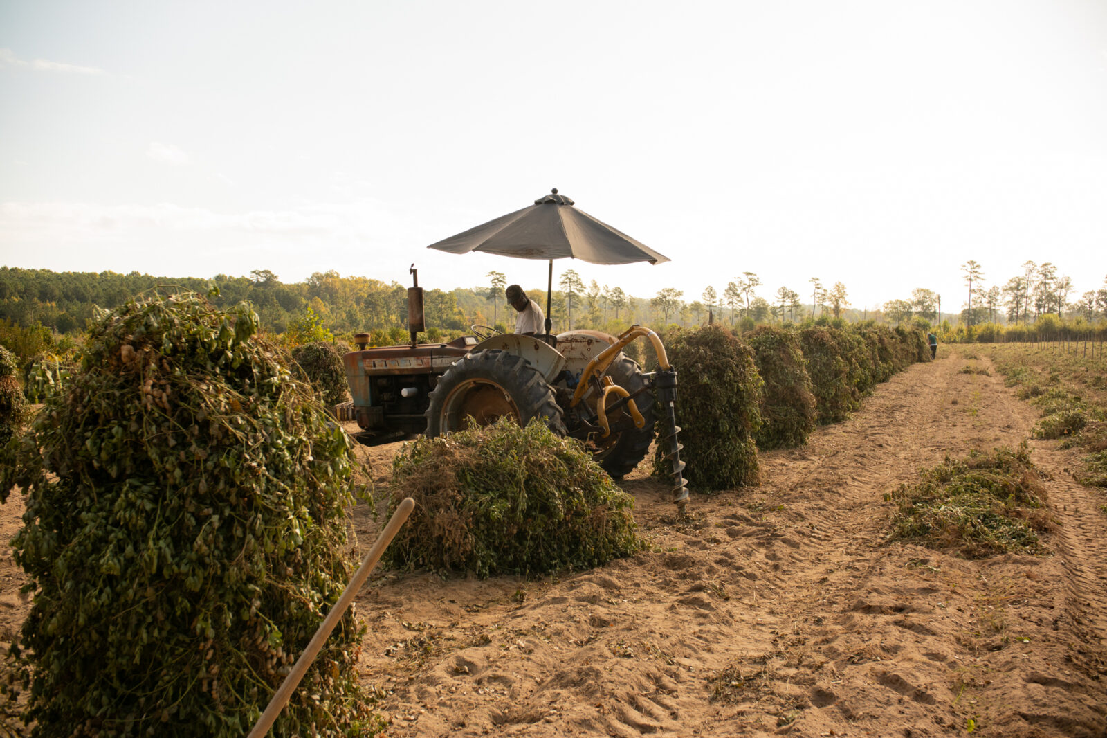 This Virginia Farmer Revives the Past to Grow a Special Peanut – Garden ...