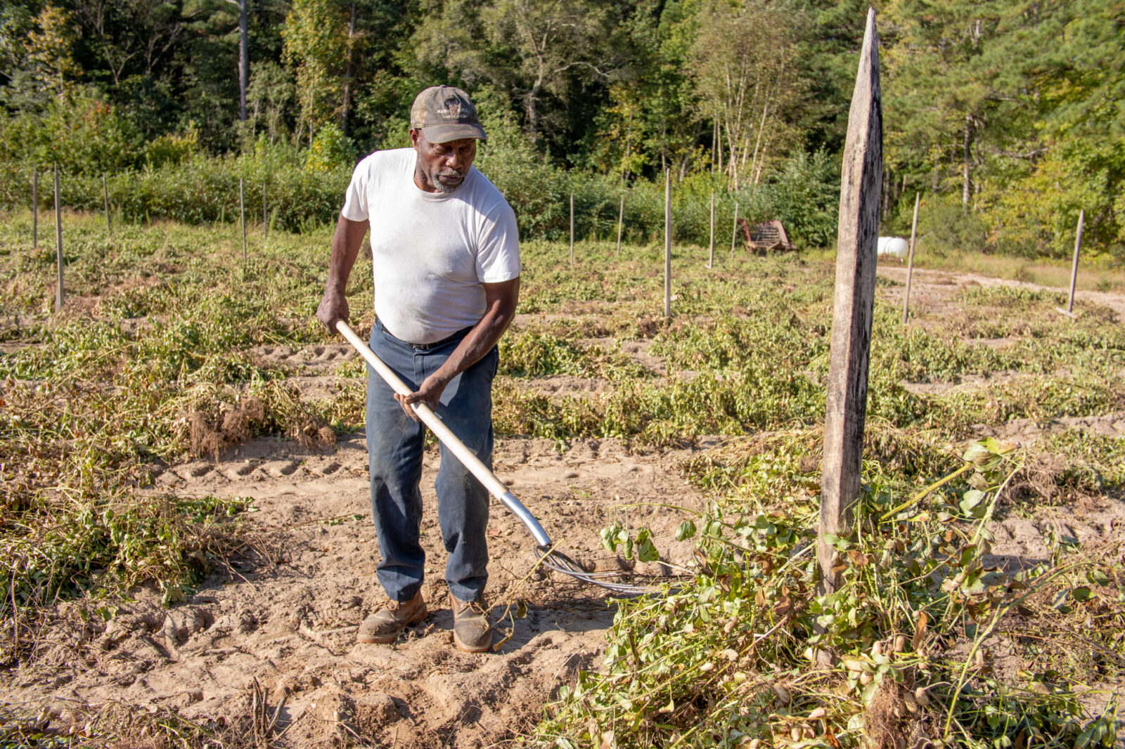 This Virginia Farmer Revives the Past to Grow a Special Peanut – Garden ...