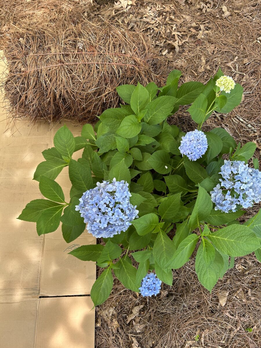 Why My New Favorite Weapon Against Weeds Is a Cardboard Box – Garden & Gun