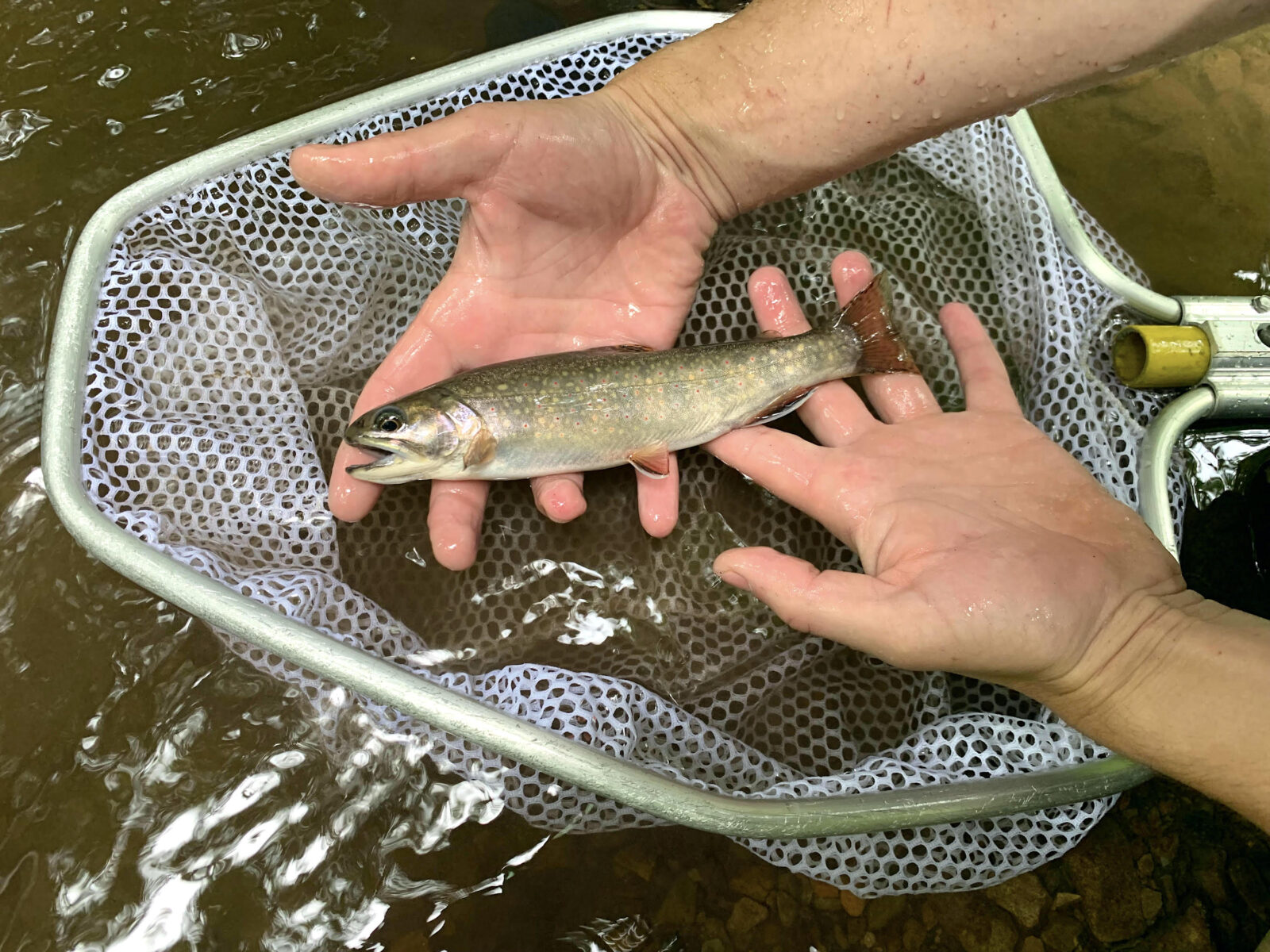 Episode 8: Nathaniel Hitt, Biologist and Brook Trout Guru – Garden & Gun