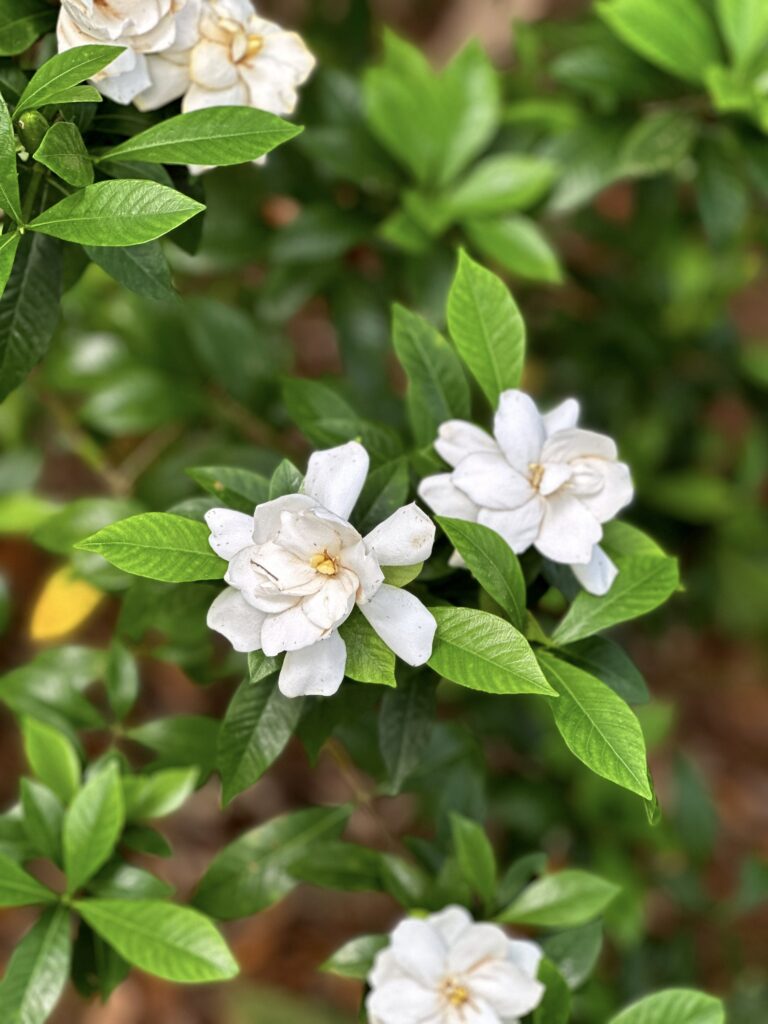 Seven Southern Plants That Add Fragrance to Your Garden – Garden & Gun