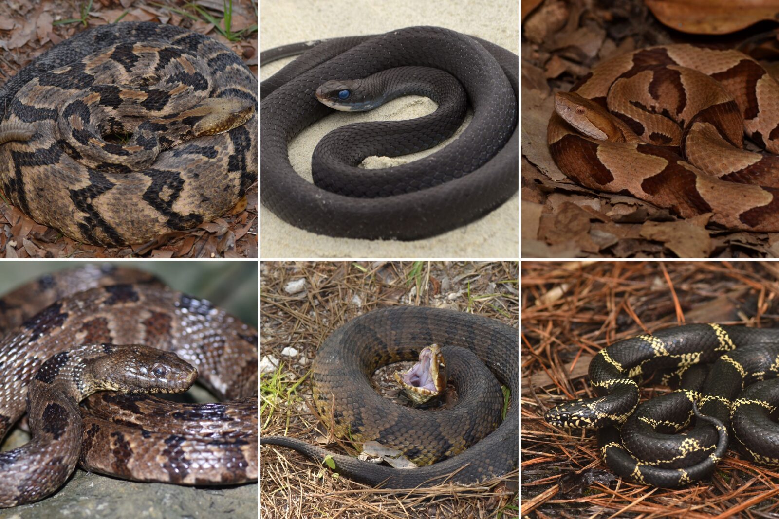 Are These Southern Snakes Venomous or Not? – Garden & Gun