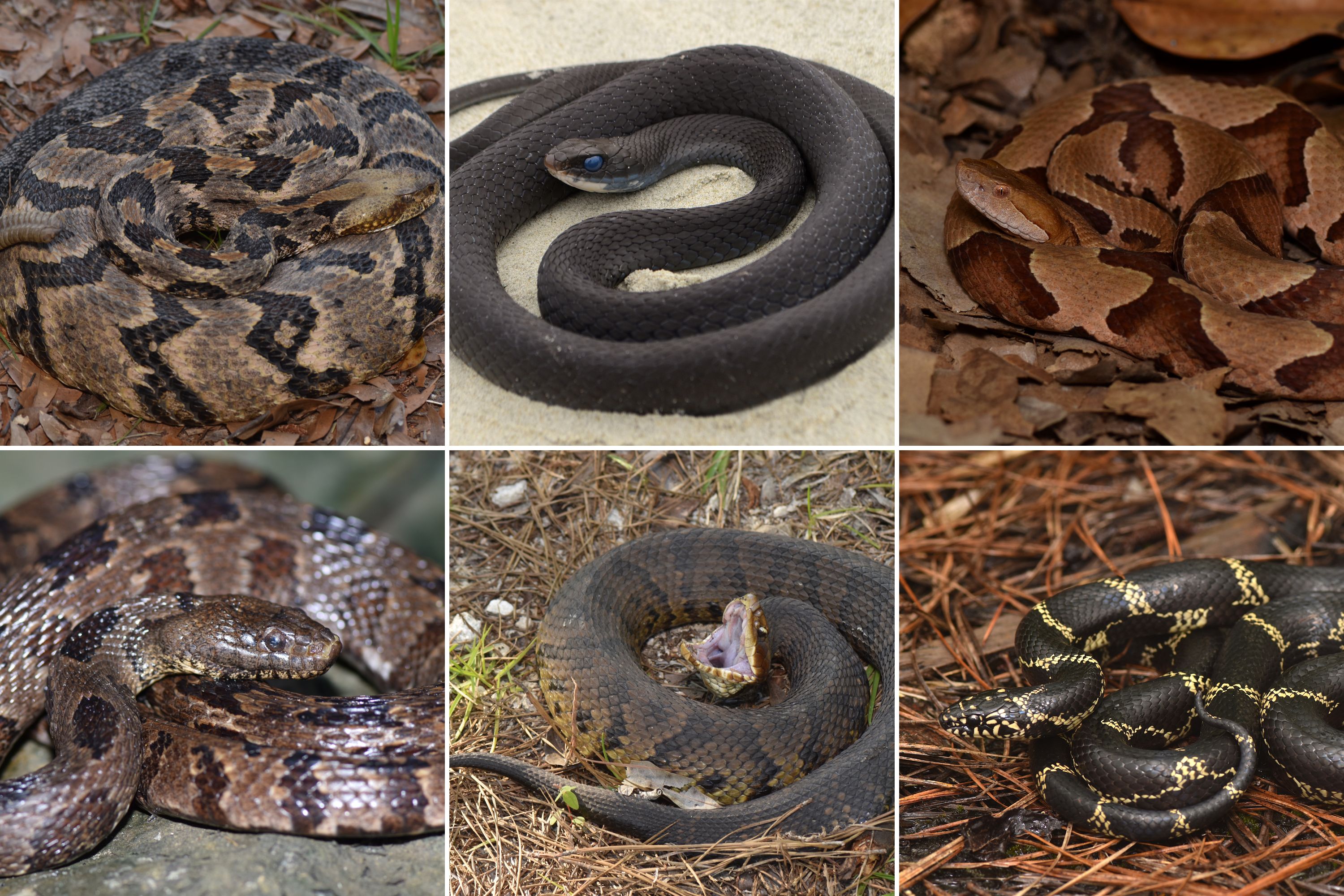 Snakes Species Collage