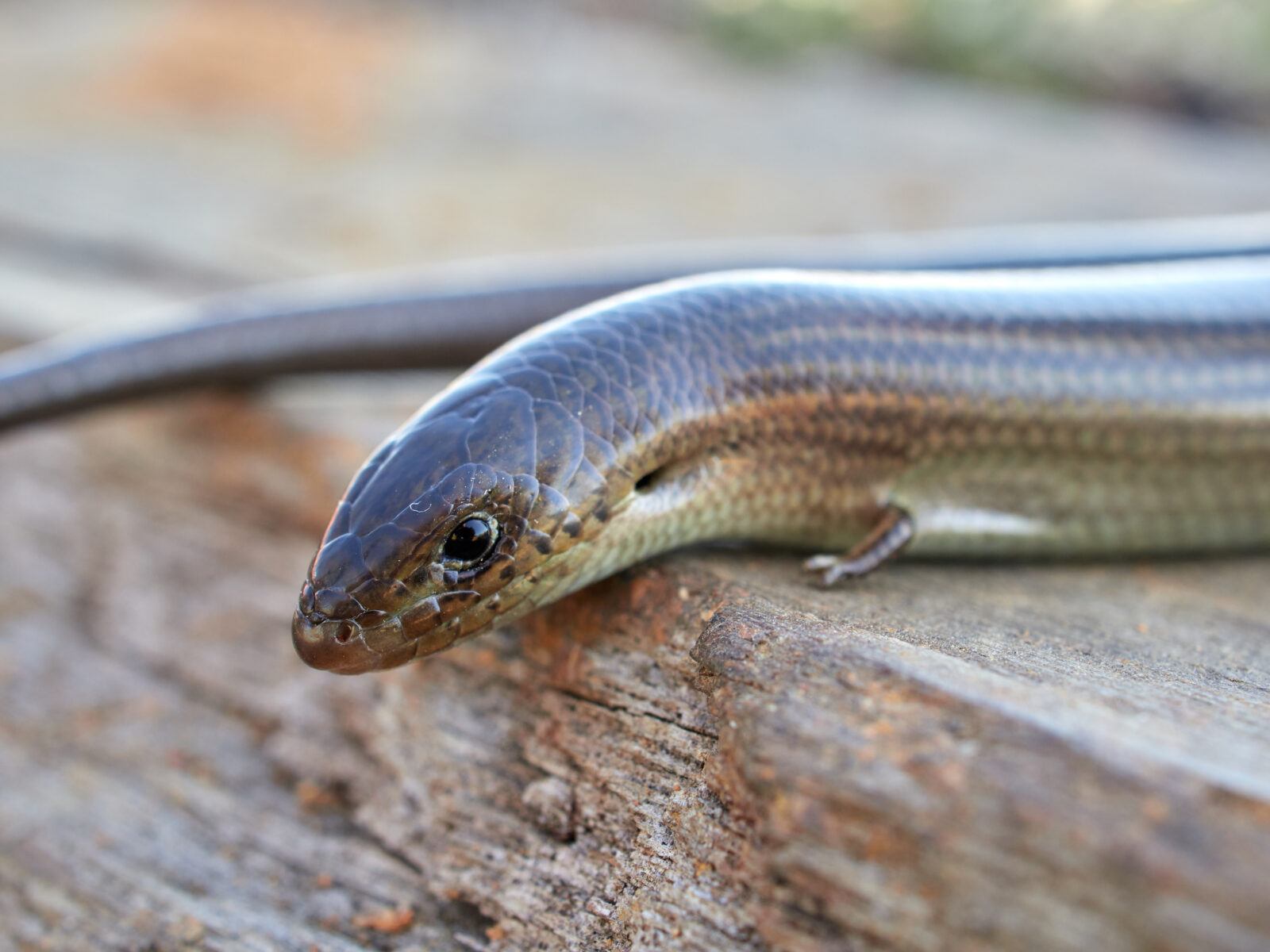 Meet the South’s Legless Wonders: Glass Lizards – Garden & Gun