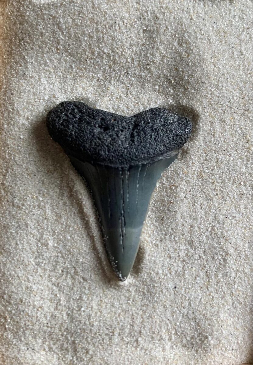 How to Identify Those Shark Teeth You Just Found – Garden & Gun
