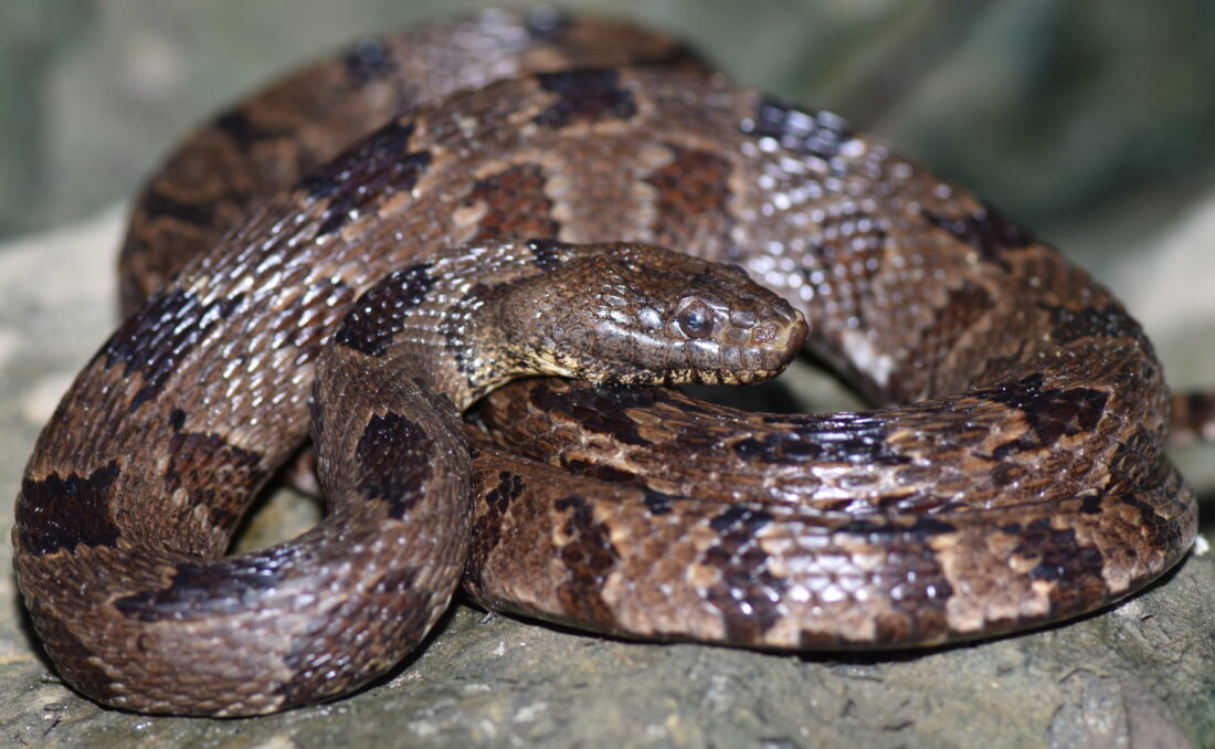 Are These Southern Snakes Venomous or Not? – Garden & Gun