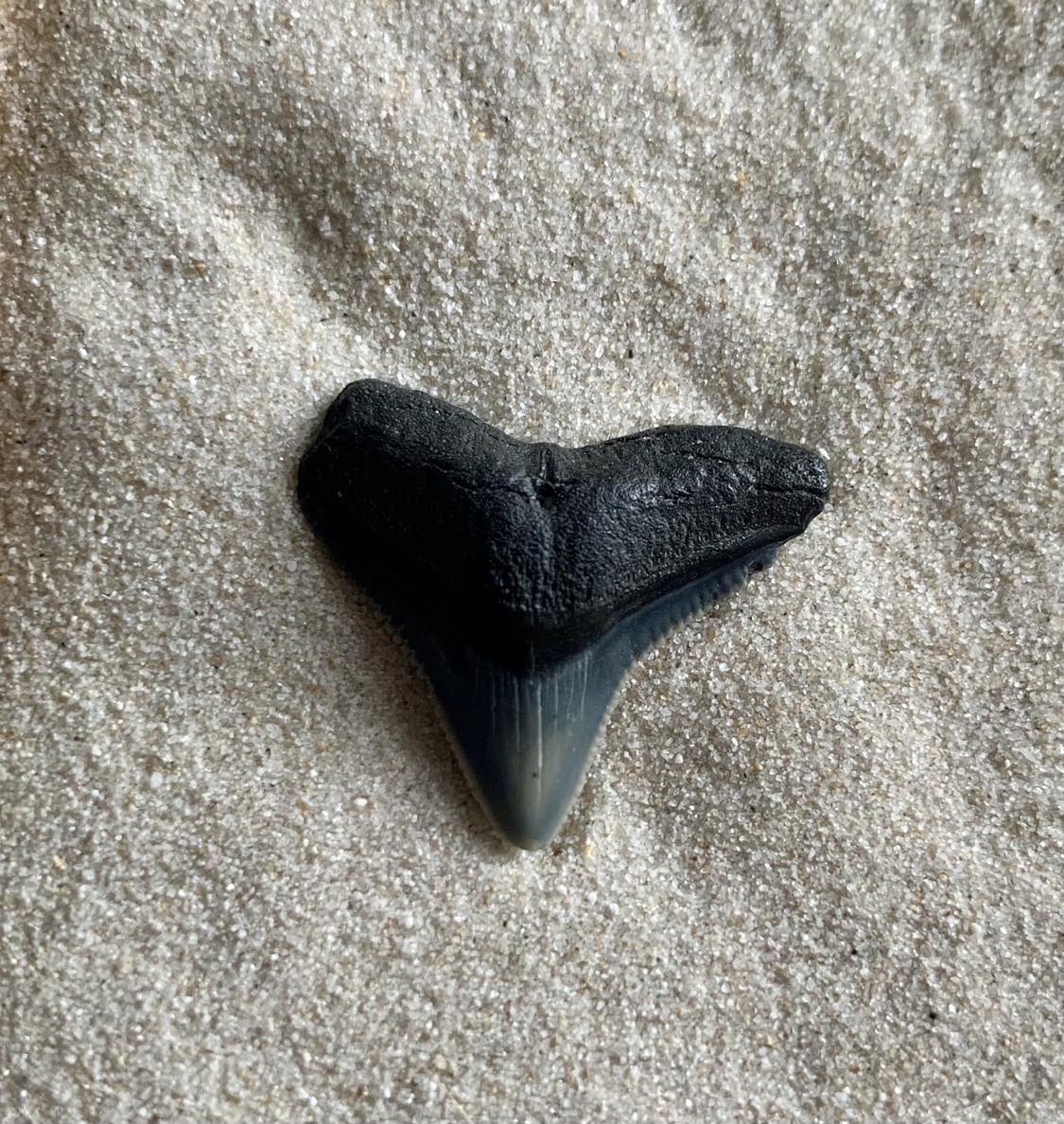 How to Identify Those Shark Teeth You Just Found – Garden & Gun