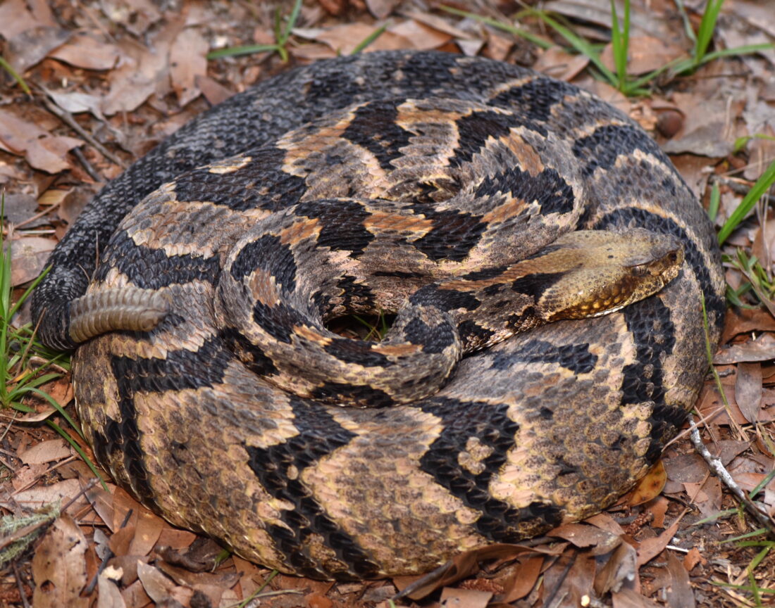 Are These Southern Snakes Venomous or Not? – Garden & Gun
