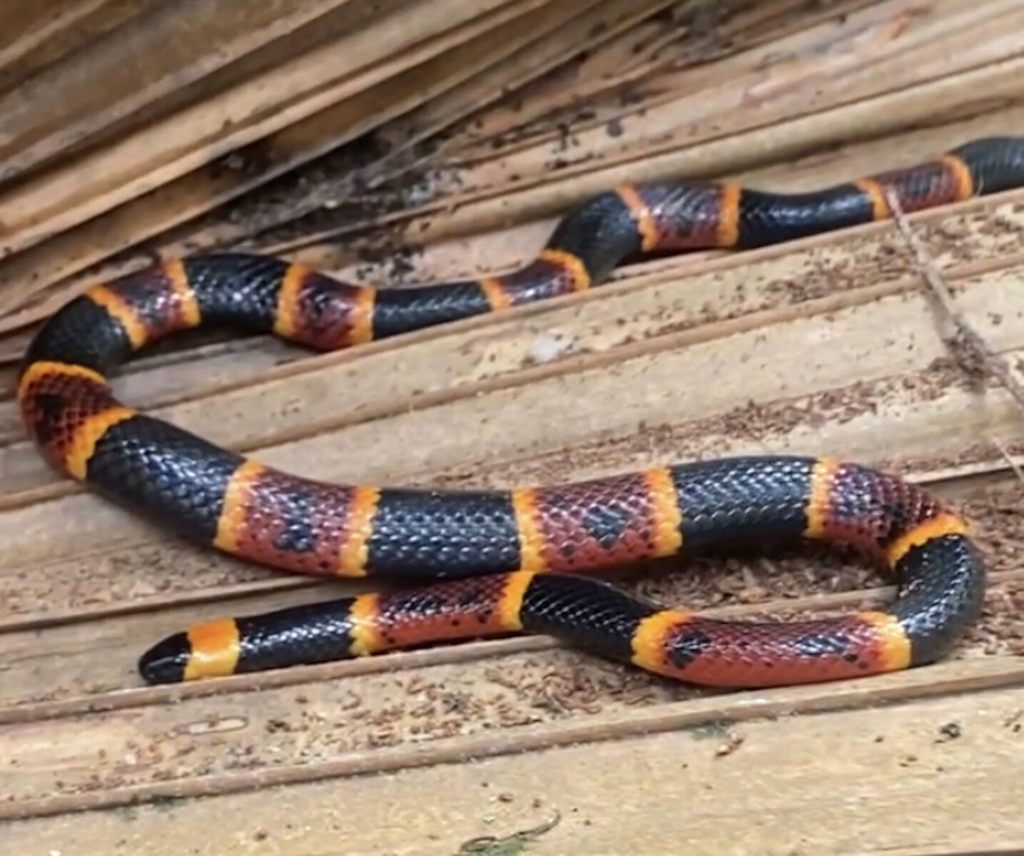Are These Southern Snakes Venomous or Not? – Garden & Gun