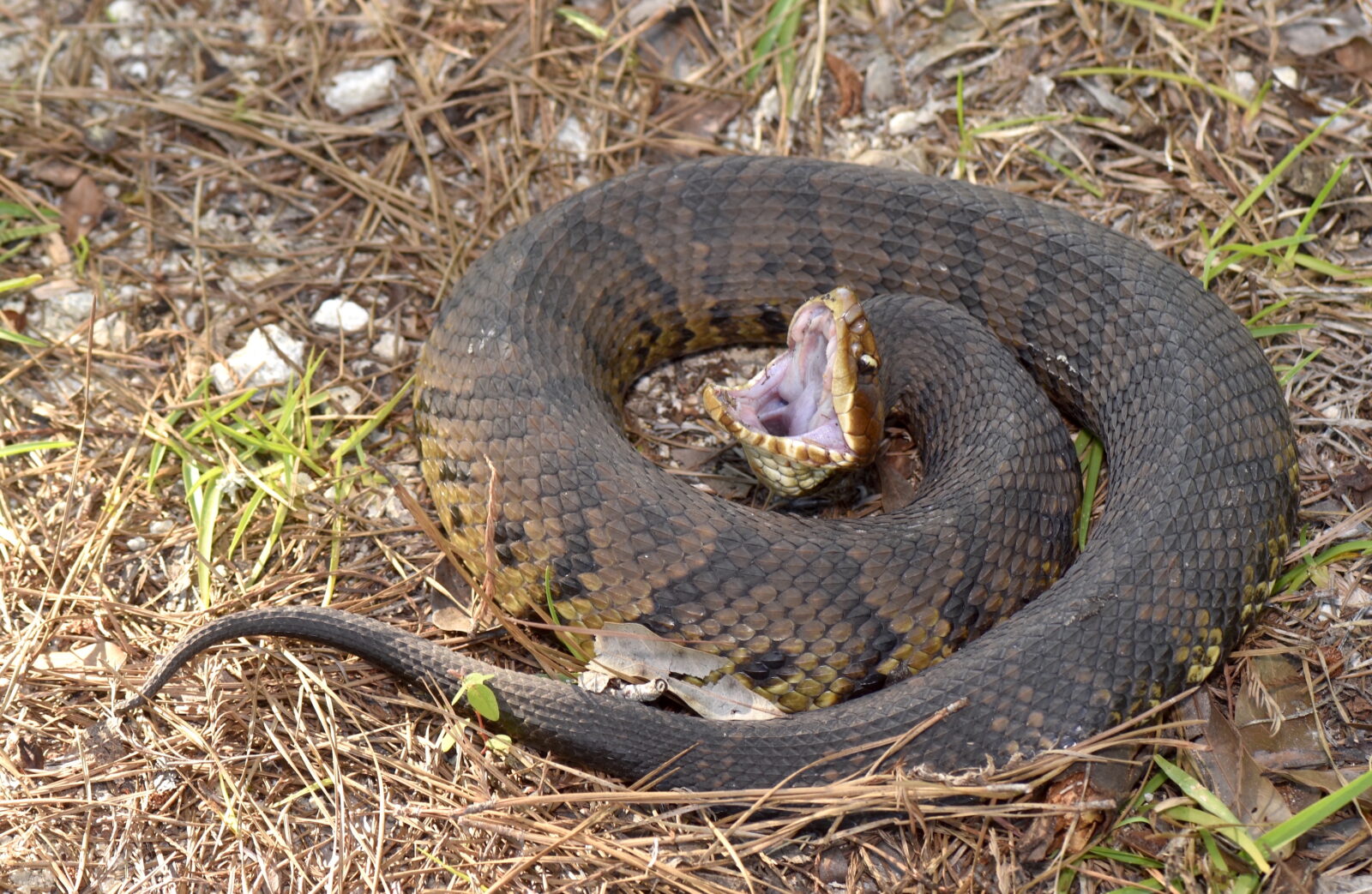 Are These Southern Snakes Venomous or Not? – Garden & Gun