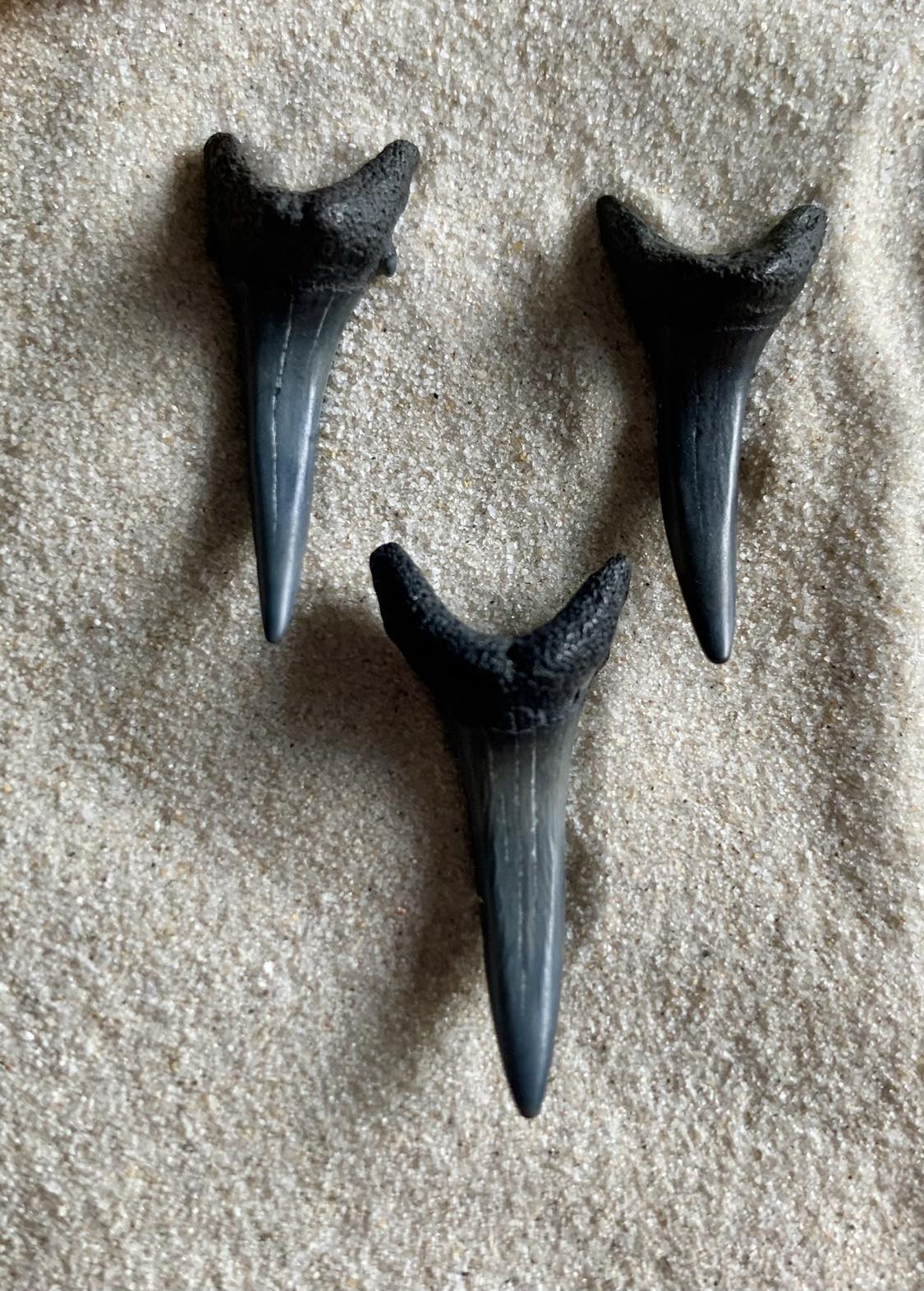 How to Identify Those Shark Teeth You Just Found – Garden & Gun