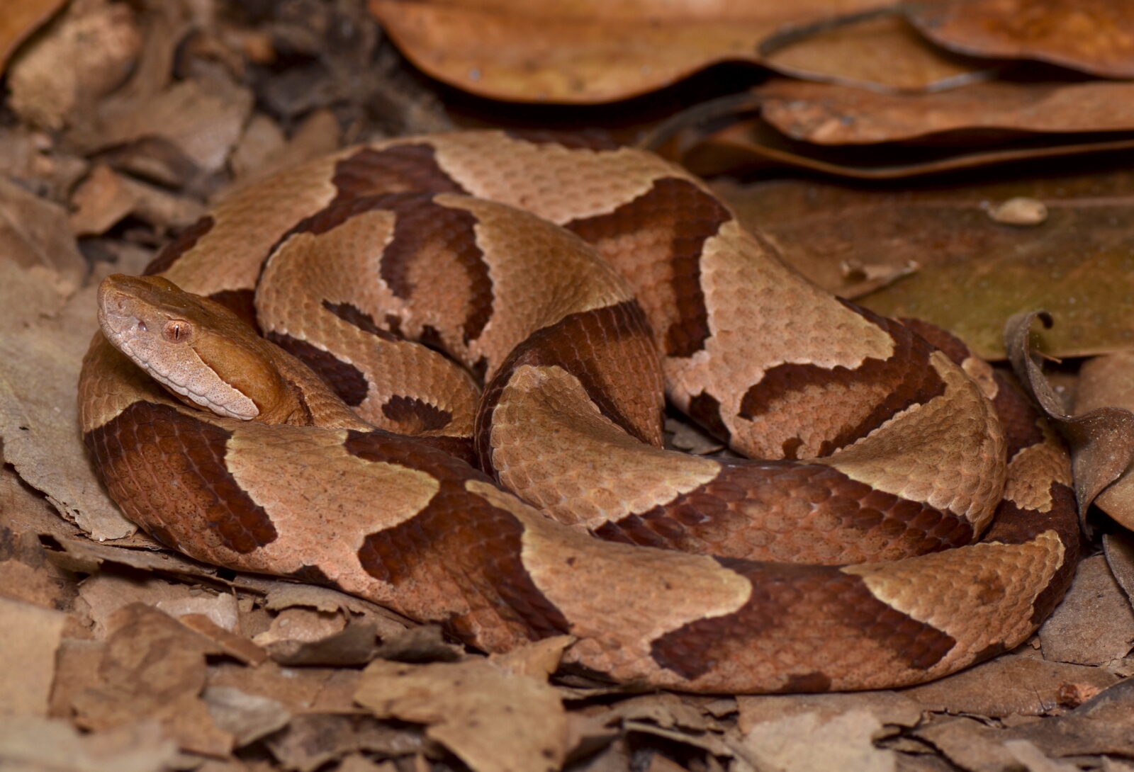 Are These Southern Snakes Venomous or Not? – Garden & Gun