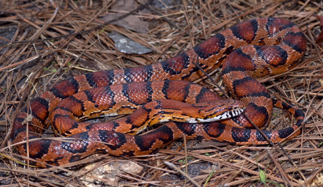 Are These Southern Snakes Venomous or Not? – Garden & Gun
