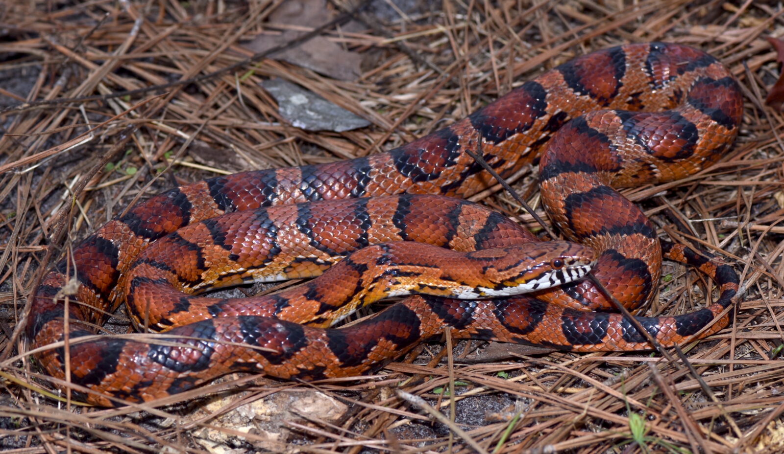 Are These Southern Snakes Venomous or Not? – Garden & Gun