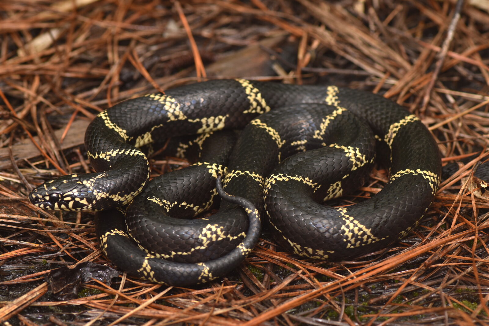 Are These Southern Snakes Venomous or Not? – Garden & Gun