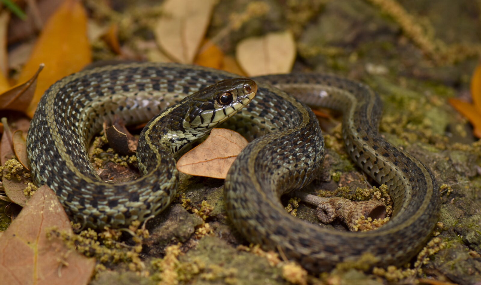 Are These Southern Snakes Venomous or Not? – Garden & Gun