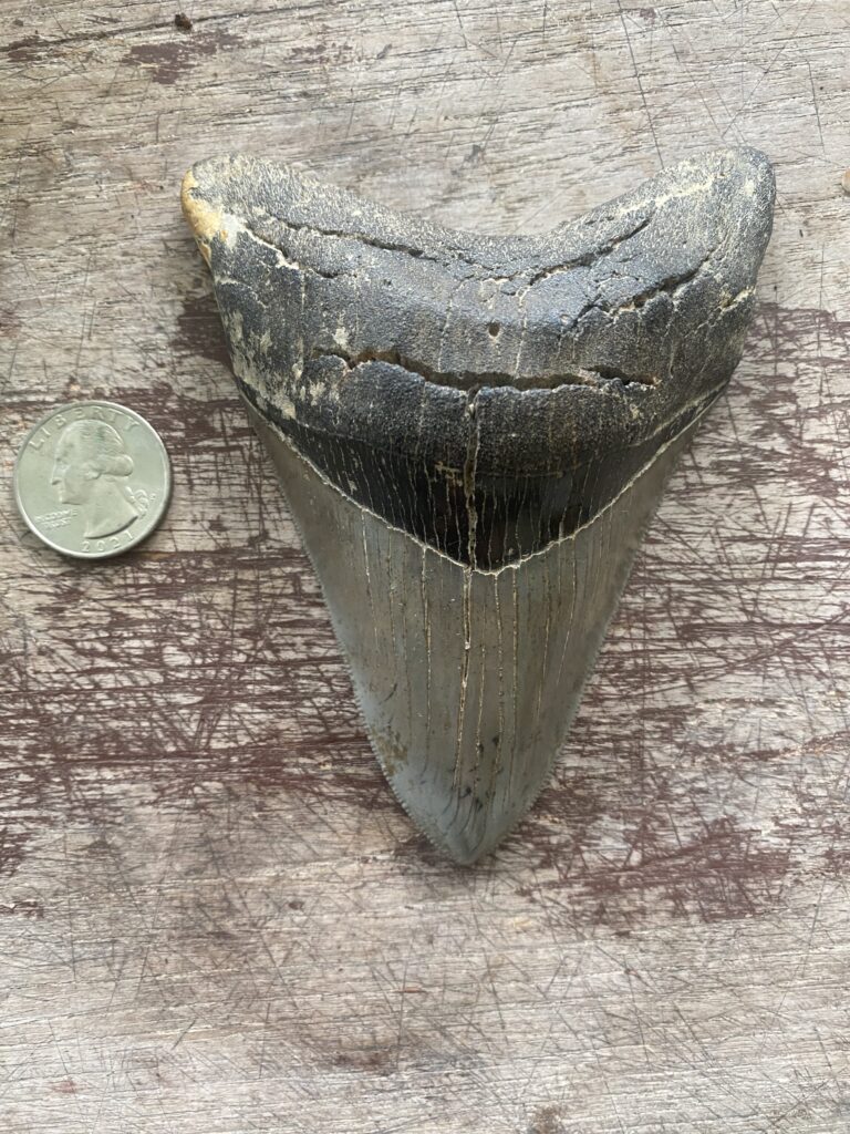 How to Identify Those Shark Teeth You Just Found – Garden & Gun