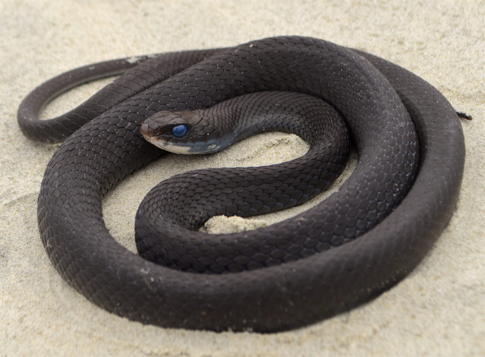 Are These Southern Snakes Venomous or Not? – Garden & Gun