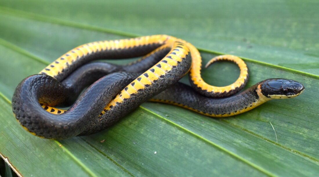 Are These Southern Snakes Venomous or Not? – Garden & Gun