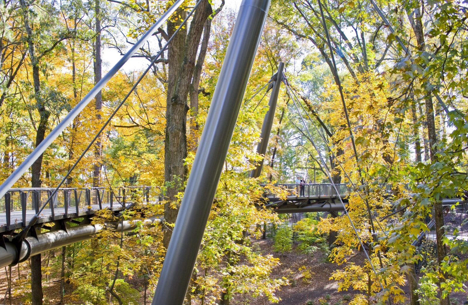 The South’s Best Native Trees for Fall Color – Garden & Gun