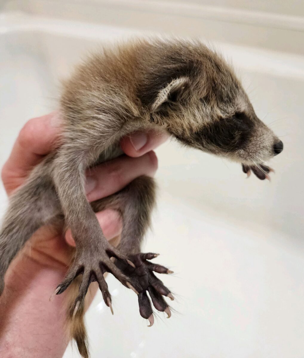 Meet Dory, the Raccoon Who Tried To Win Our Good Dog Photo Contest ...