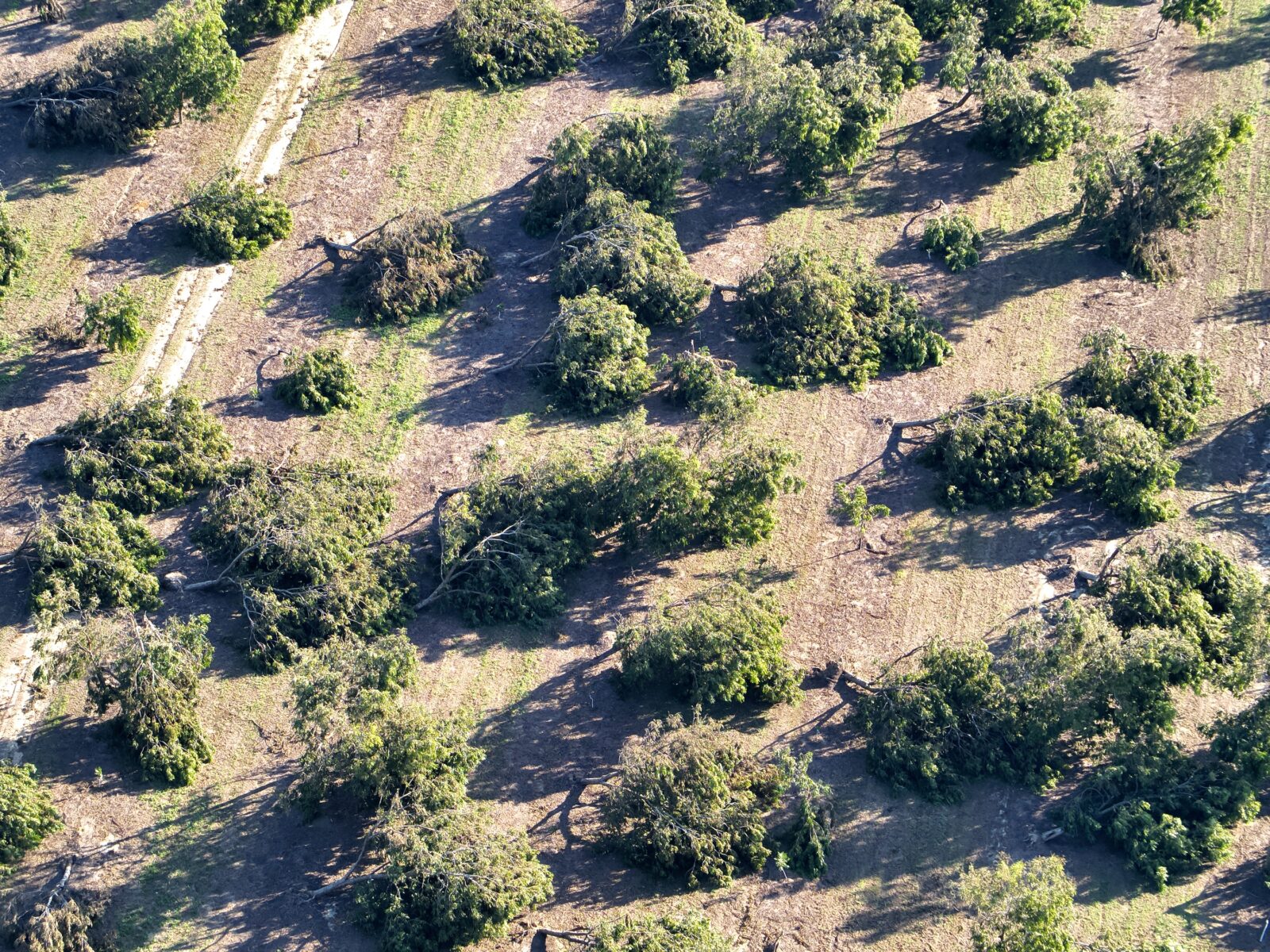 Georgia’s Pecan Farms Take a Devastating Hit from Helene – Garden & Gun