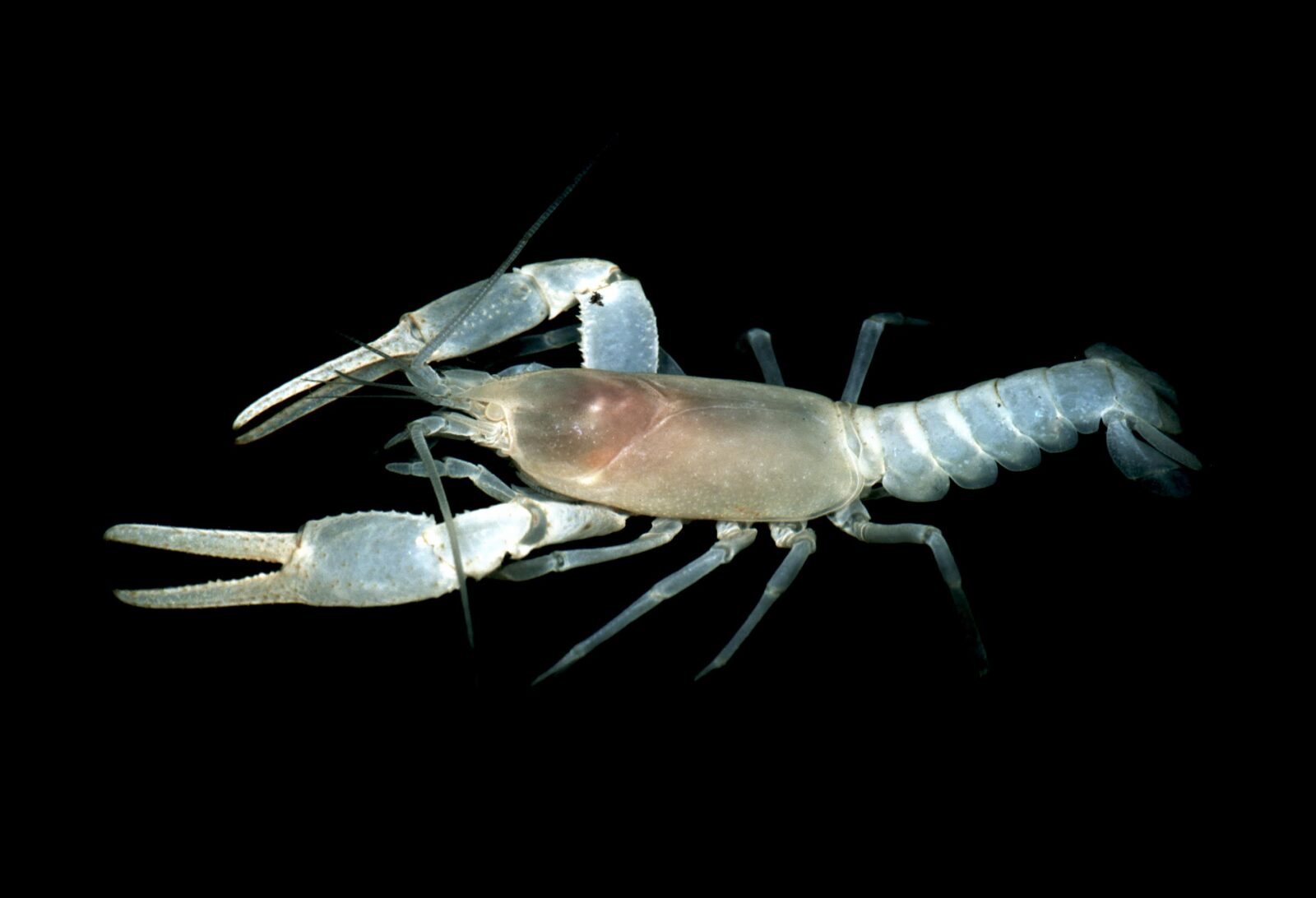 What Mysteries Might the Eyeless, Colorless Oklahoma Cave Crayfish Hold ...
