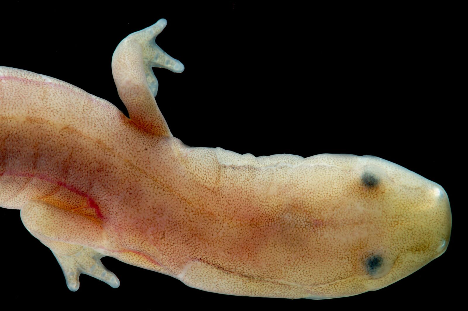 What Mysteries Might the Eyeless, Colorless Oklahoma Cave Crayfish Hold ...
