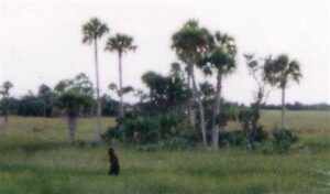 A Close Encounter with the Florida Skunk Ape – Garden & Gun