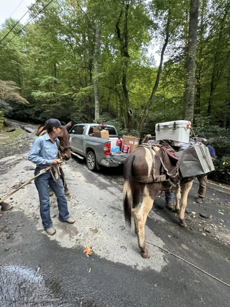 Mountain Mules Are Bringing Hope to Appalachia – Garden & Gun