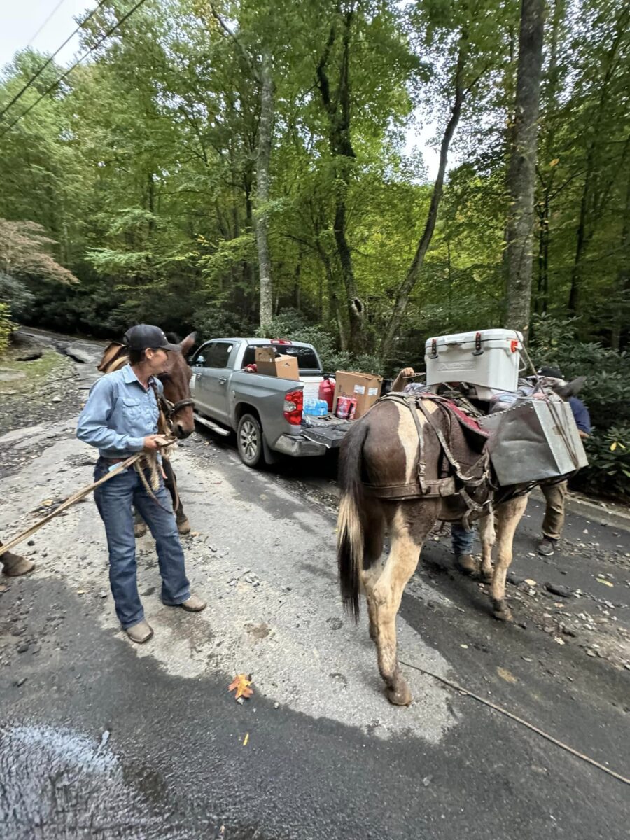 Mountain Mules Are Bringing Hope to Appalachia – Garden & Gun