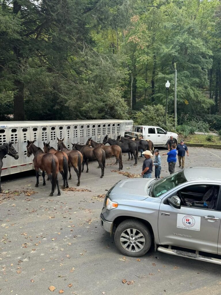 Mountain Mules Are Bringing Hope to Appalachia – Garden & Gun