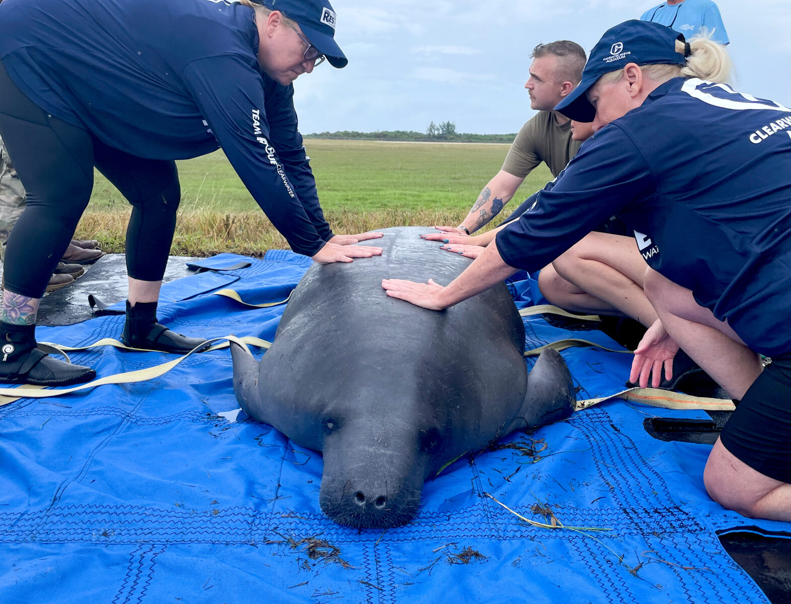 On Airport Runways and in Cemeteries, Rescuers Are Helping Manatees ...