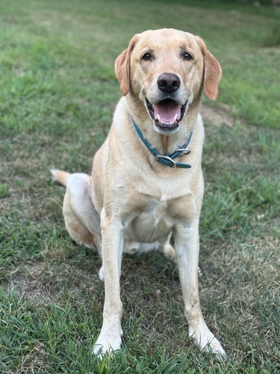 Meet the Canine Candidates for Mayor of One Kentucky Town – Garden & Gun