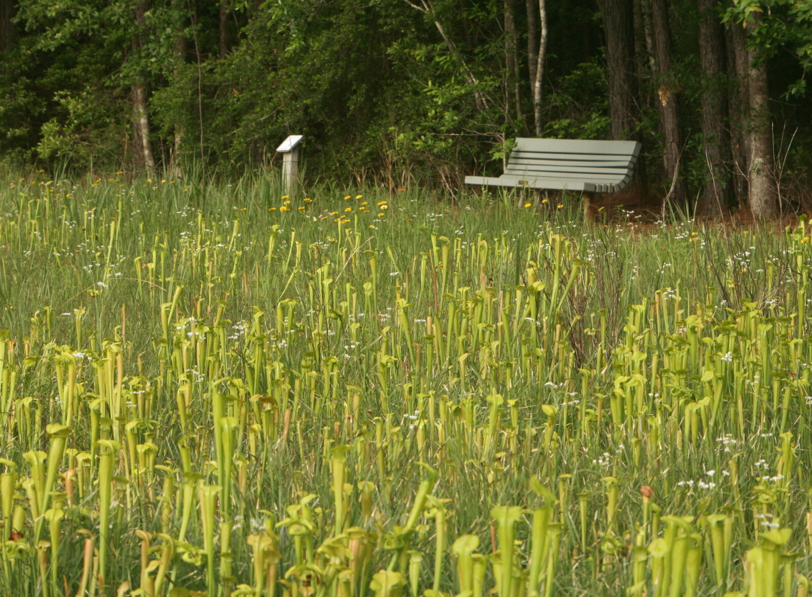 Nine Campus Gardens That Bloom Bright in the South – Garden & Gun