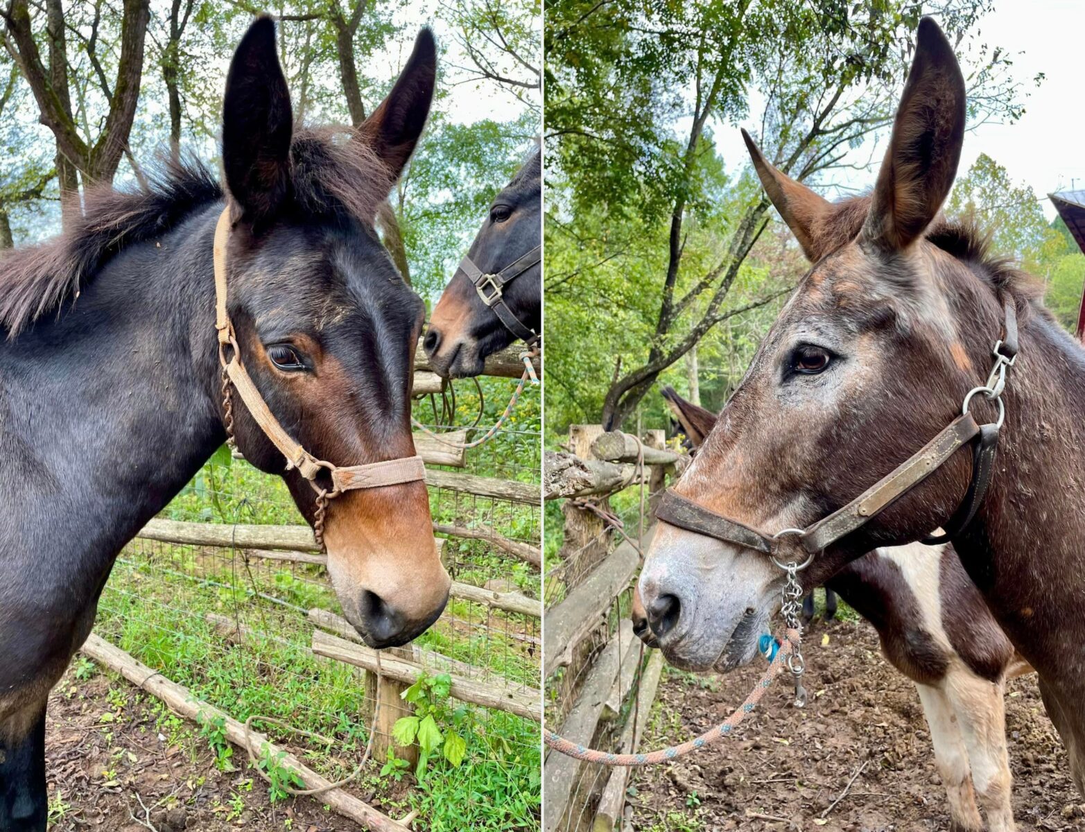 Mountain Mules Are Bringing Hope to Appalachia – Garden & Gun