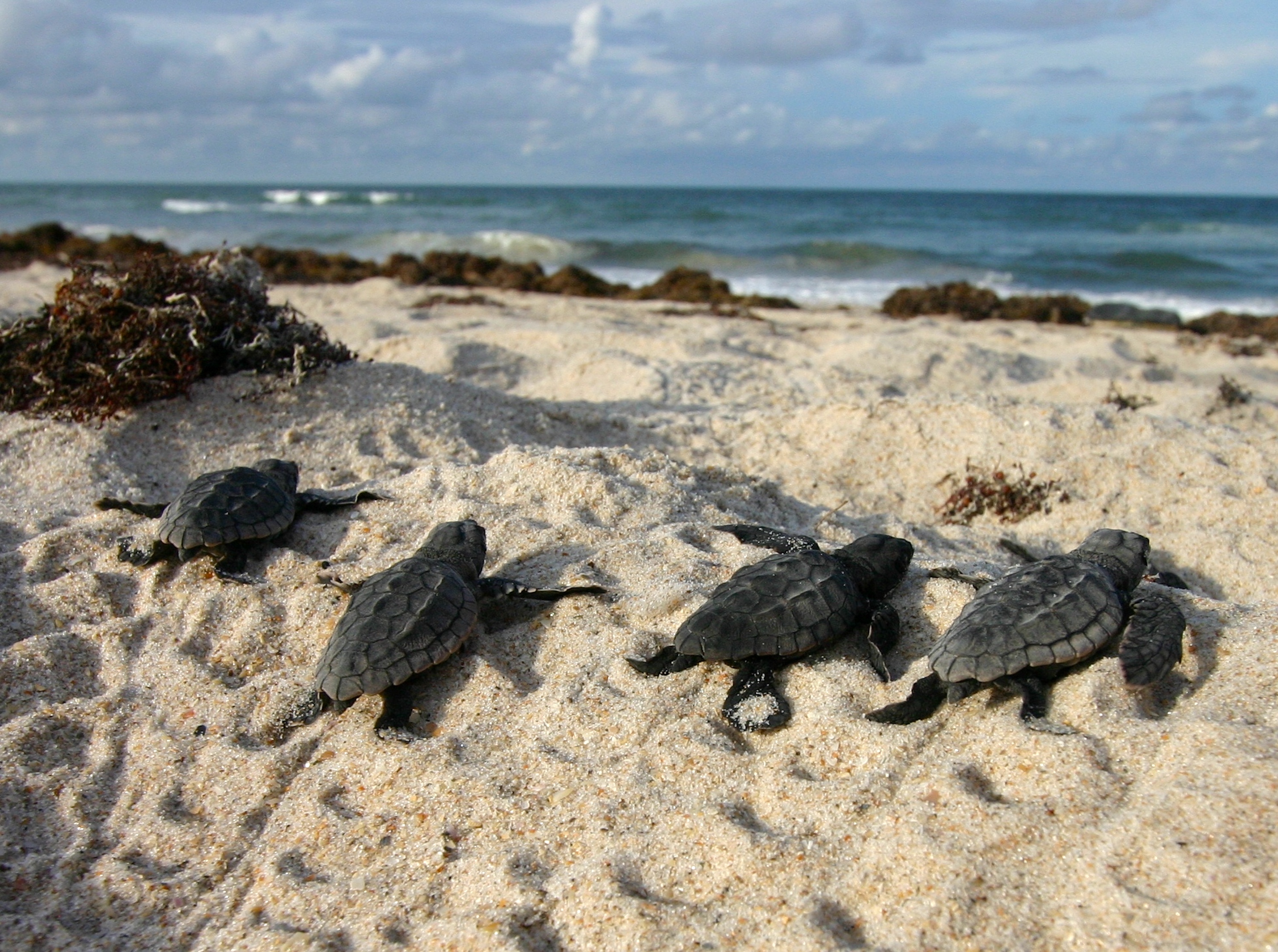 Baby Sea Turtles On Beach