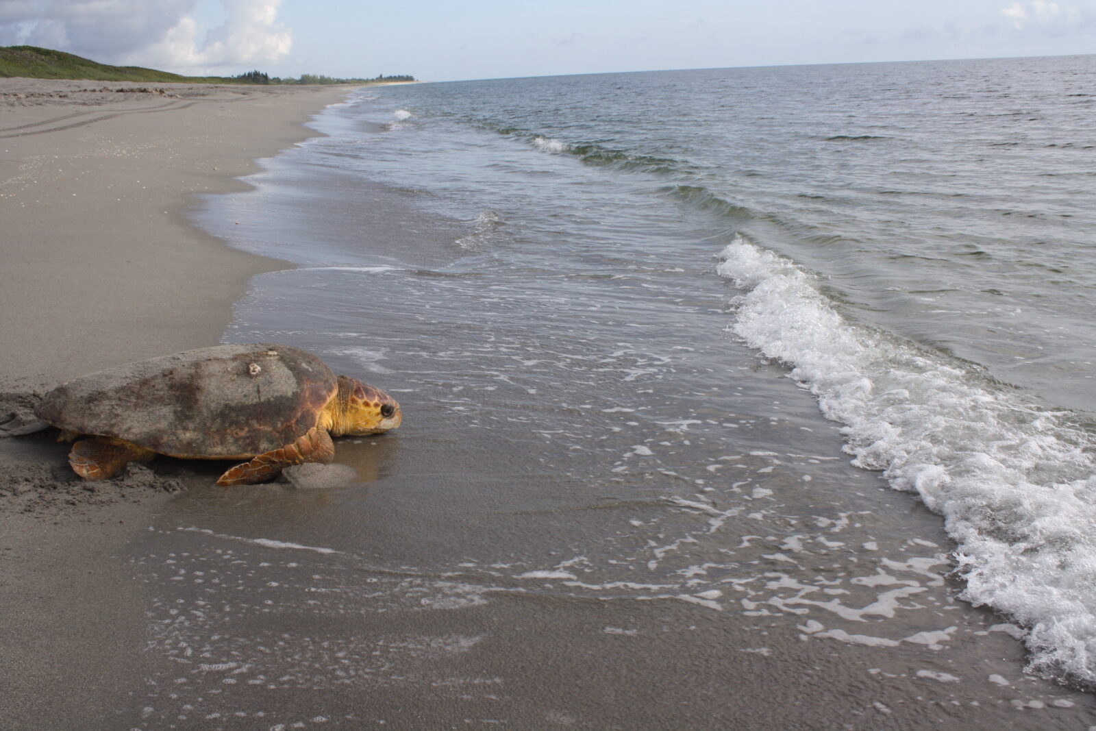 Sea Turtles Set a Record in a Hurricane-Filled Year – Garden & Gun
