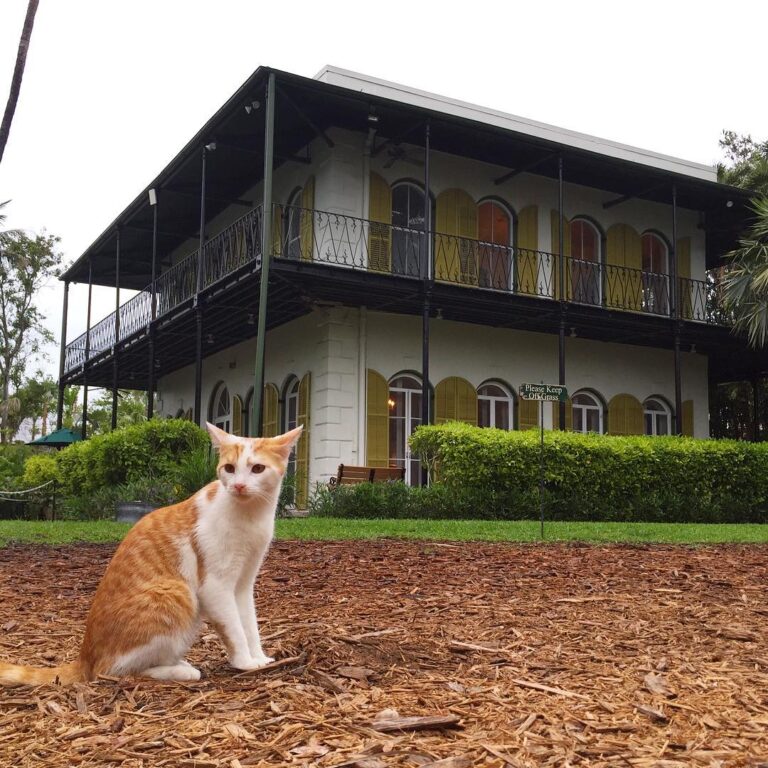 Hemingway’s Six-Toed Cats Are Thriving and Plentiful in Key West ...