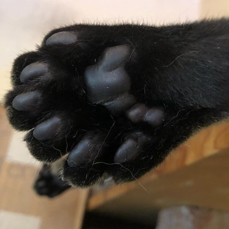 Hemingway’s Six-Toed Cats Are Thriving and Plentiful in Key West ...