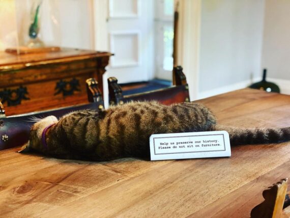 Hemingway’s Six-Toed Cats Are Thriving and Plentiful in Key West ...