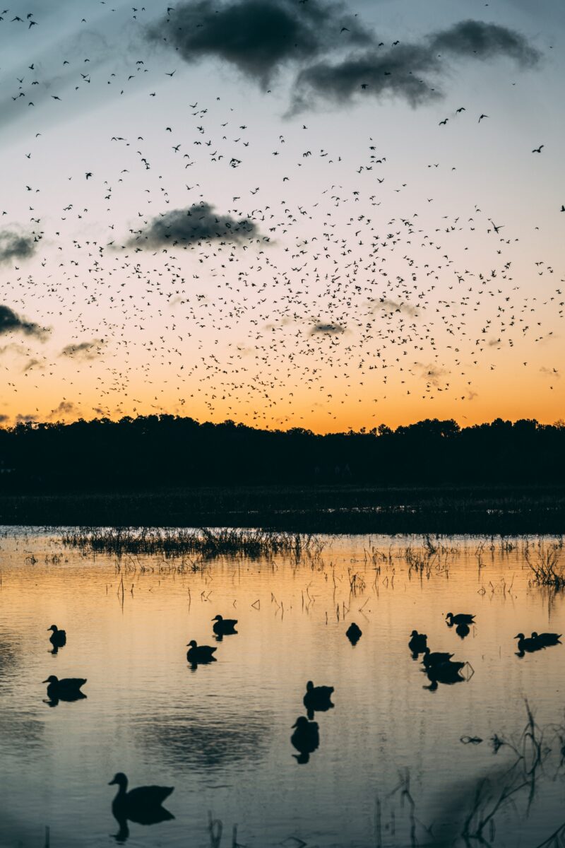 Duck Season Preview: What the Latest Waterfowl Survey Numbers Mean for ...