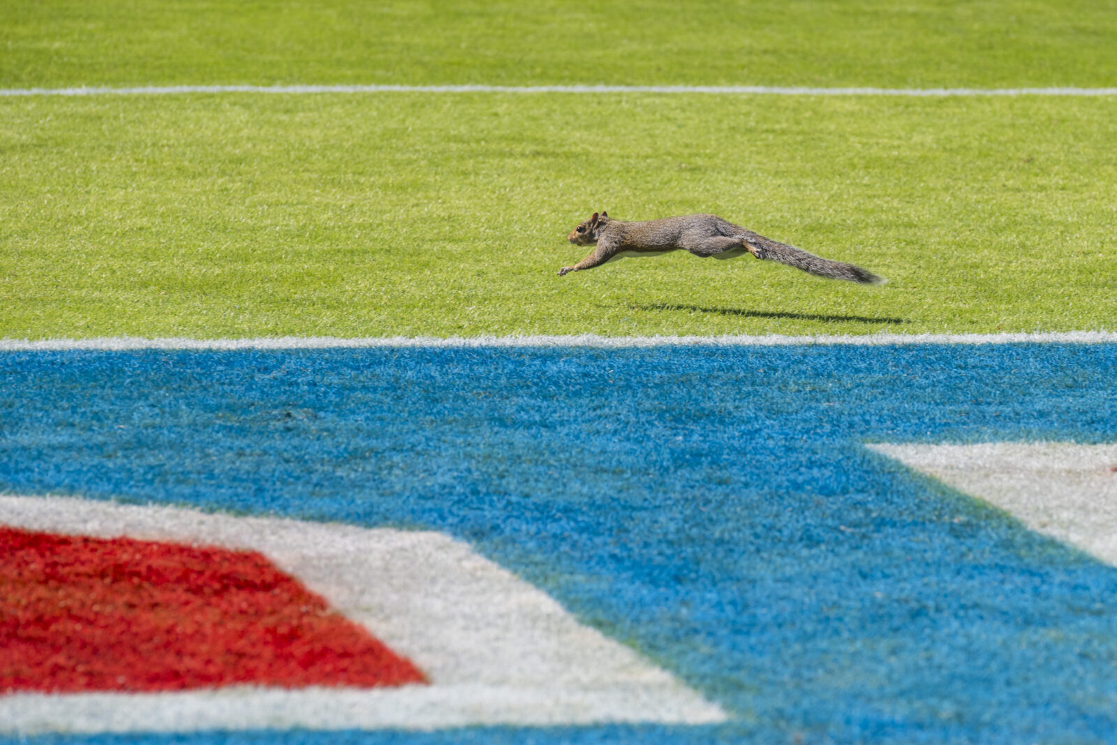 The Inside Scoop on the Ole Miss Squirrel – Garden & Gun