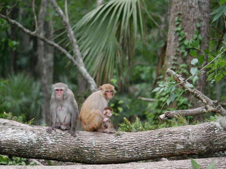 This Is Hardly the First Time Monkeys Have Gone Missing – Garden & Gun