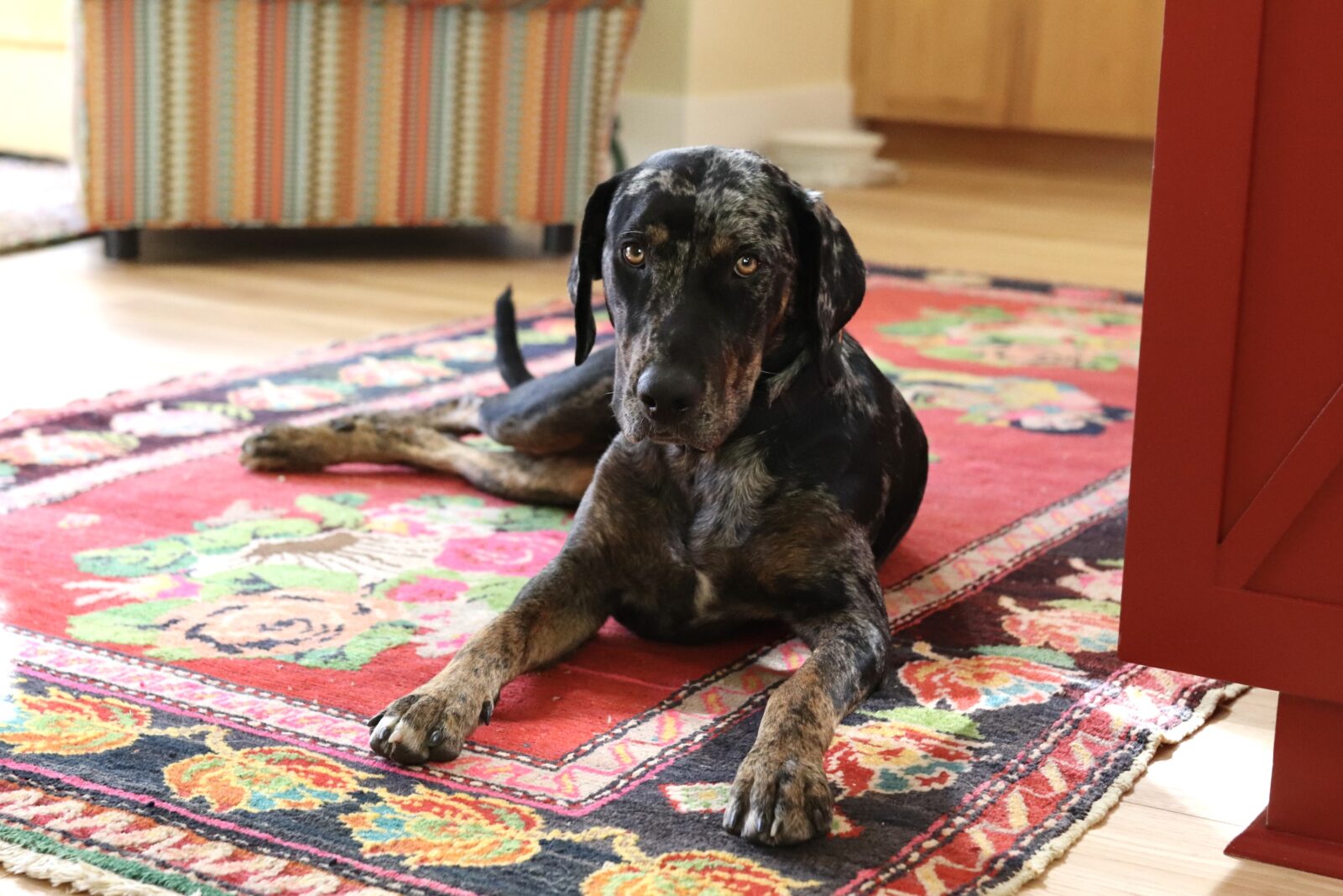 An Ode to the Catahoula Leopard Dog, Louisiana’s Swamp Pup – Garden & Gun