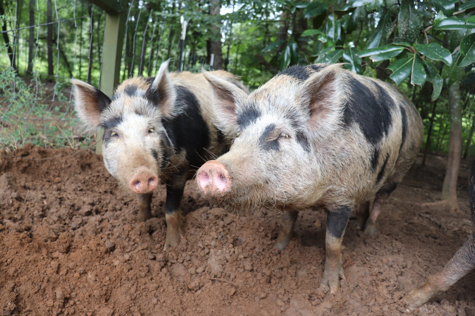 Only in the South: Seven Rare Livestock Breeds With Roots in the Region ...