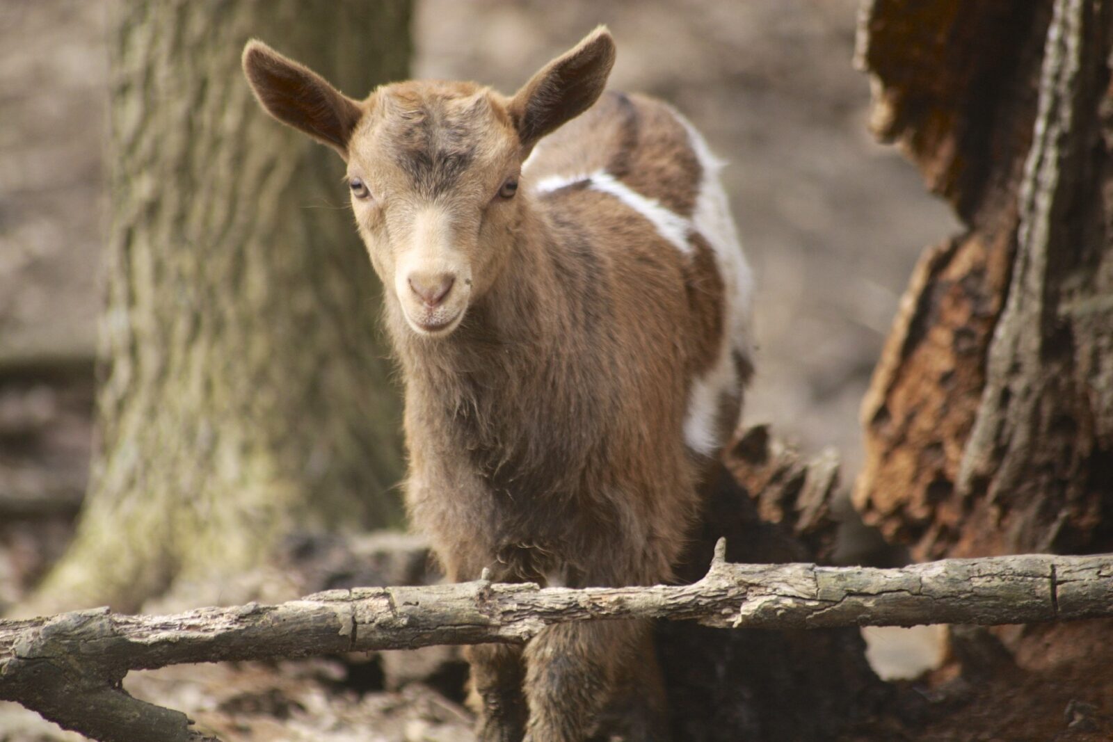 Only in the South: Seven Rare Livestock Breeds With Roots in the Region ...